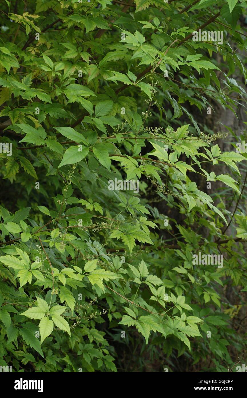 Chinese chaste tree hi-res stock photography and images - Alamy
