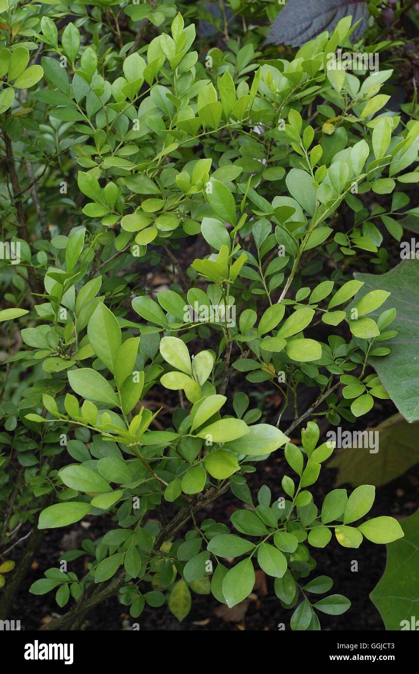 Murraya paniculata- - Satin-Wood ""Cometic- bark Tree""" MIW250477 /Pho ...