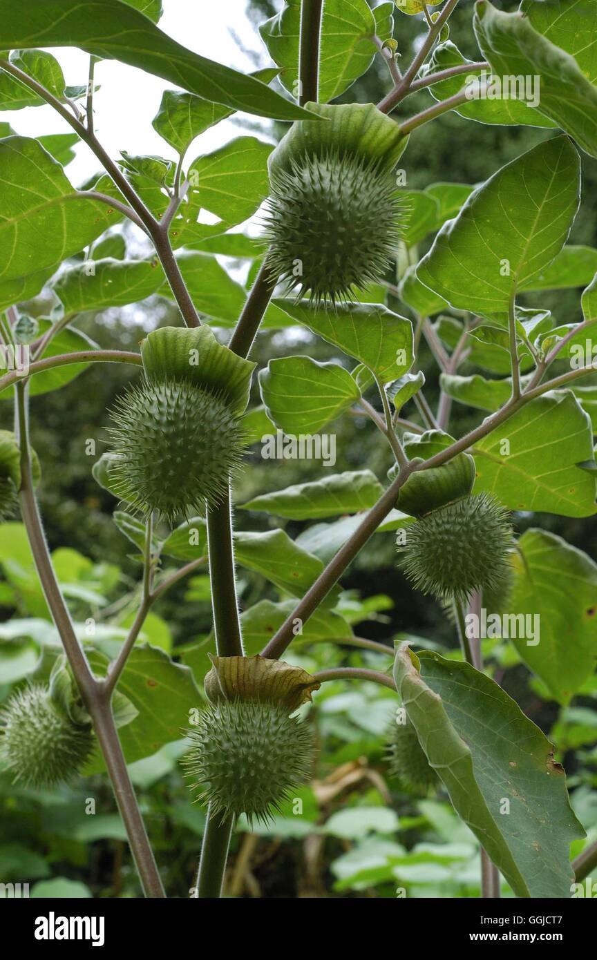Datura metel- - Horn of Plenty MIW250481 Stock Photo - Alamy