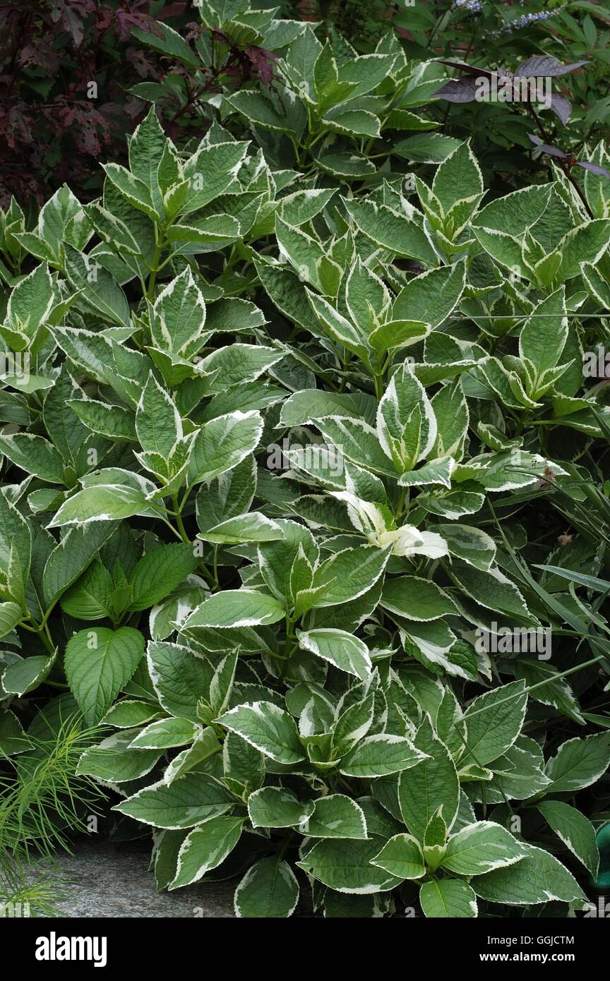 Hydrangea macrophylla - 'Tricolor' MIW250490 Stock Photo - Alamy