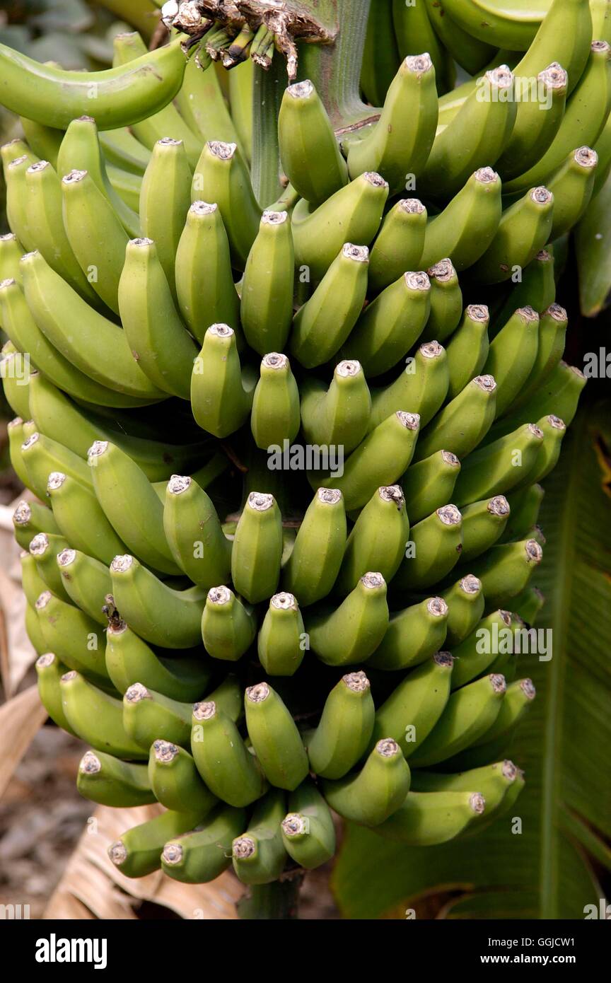 Bananas - (Musa c.v.) MIW250497 Stock Photo - Alamy