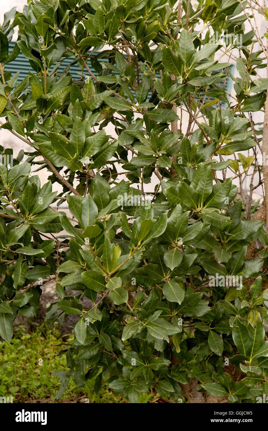 Picconia hi-res stock photography and images - Alamy