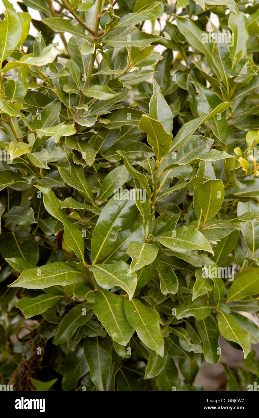 Barbujana hi-res stock photography and images - Alamy