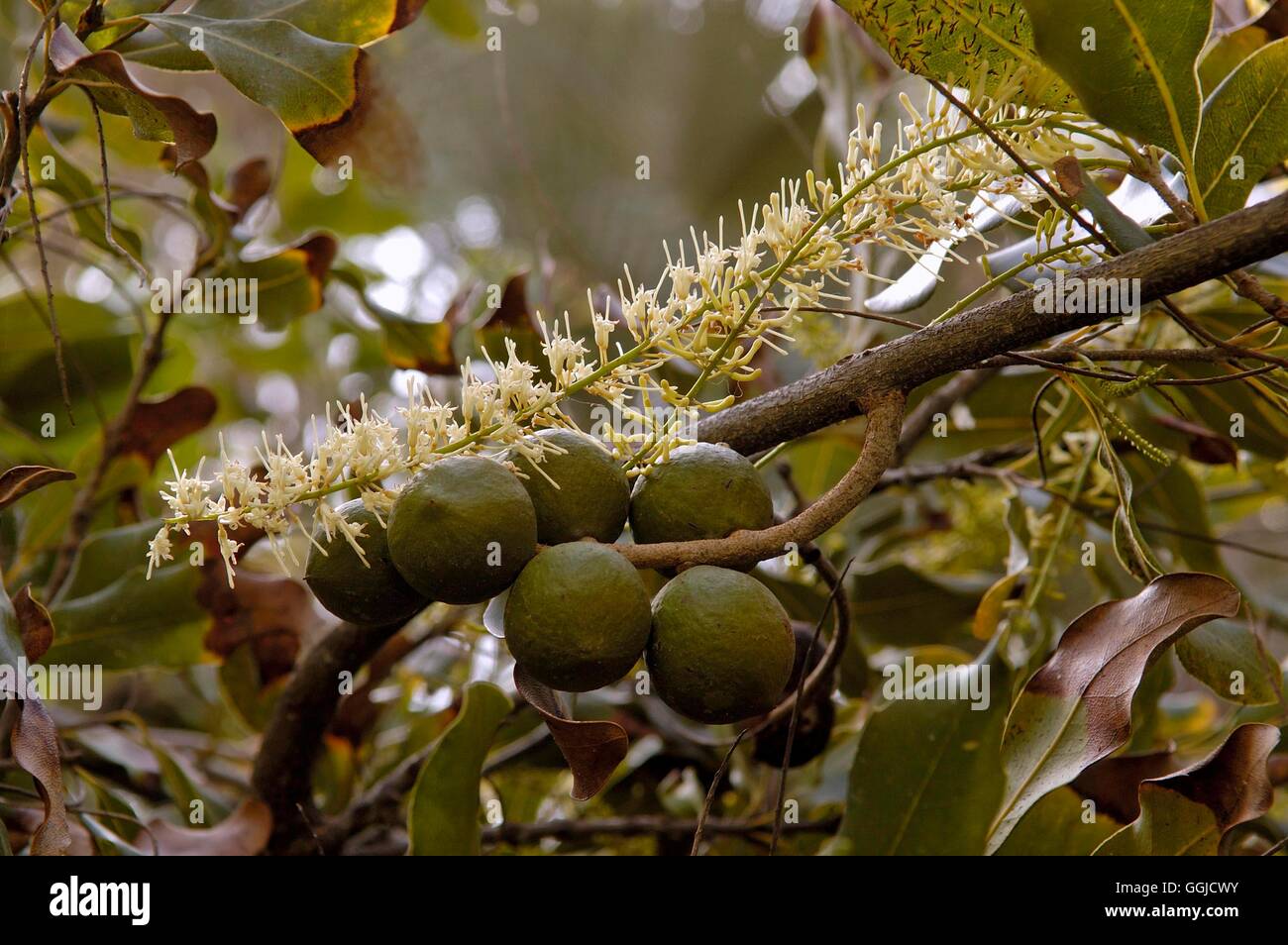 Nuts - Macadamia - (Macadamia integrifolia) MIW250516 Stock Photo - Alamy