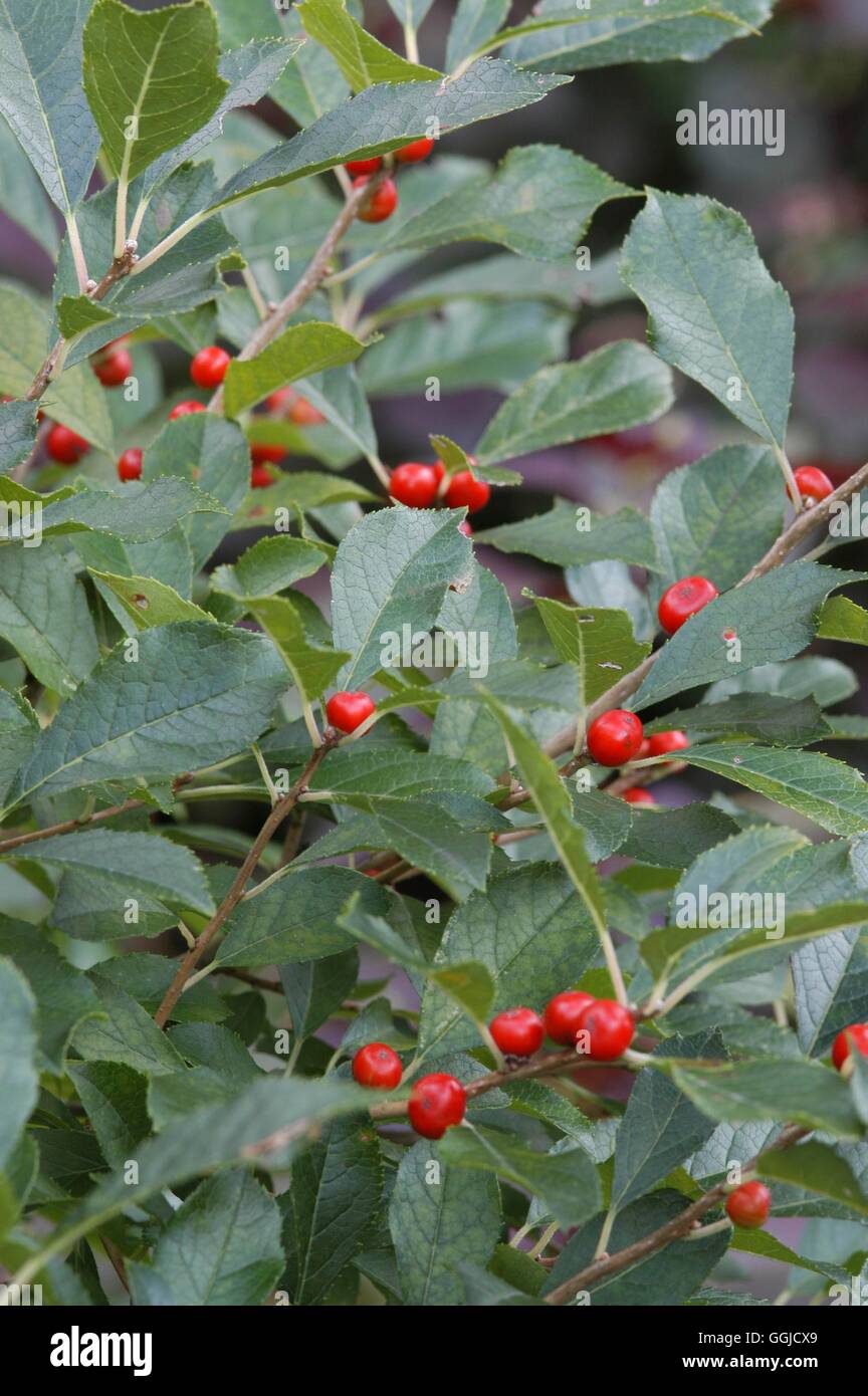 Ilex verticillata berries hi-res stock photography and images - Alamy