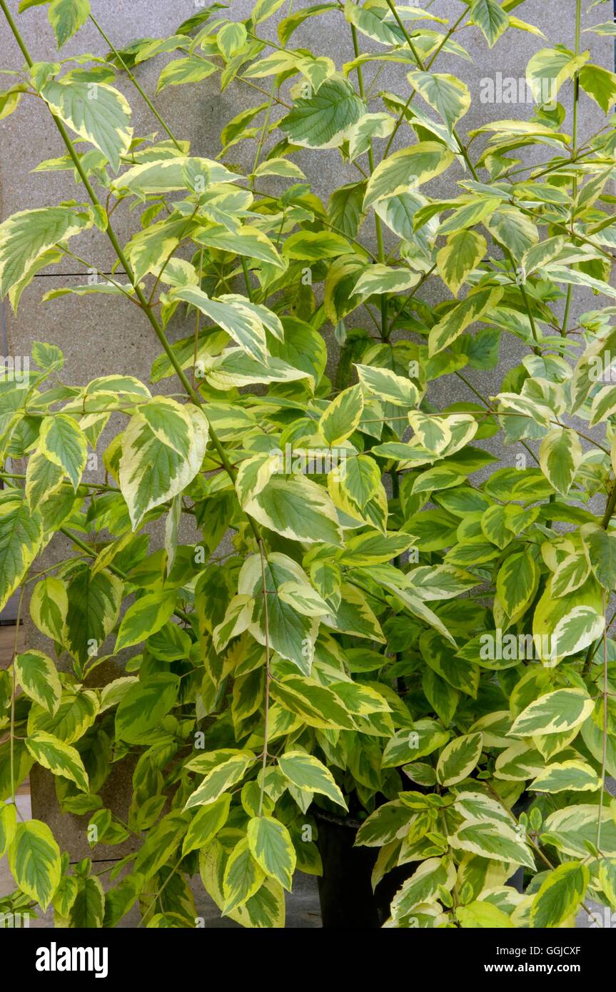 Cornus hedgerows gold hi-res stock photography and images - Alamy