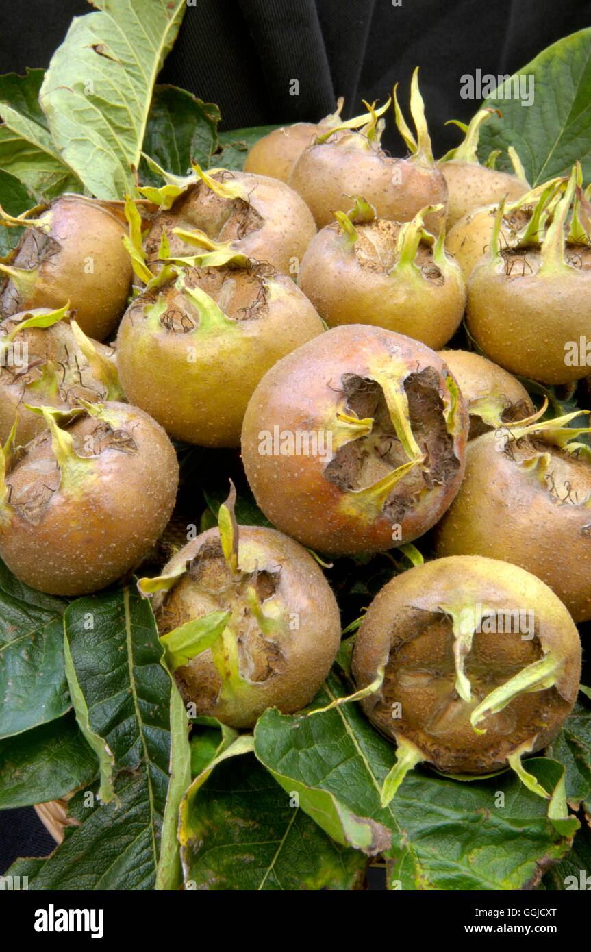 Medlar- 'Royal'- - (Mespilus germanica) MIW250537 Stock Photo - Alamy