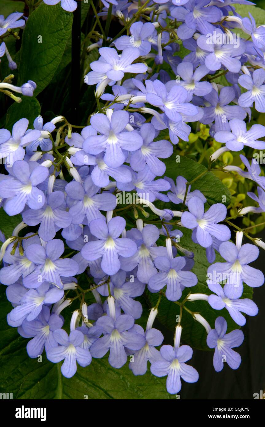 Streptocarpus - 'Falling Stars' AGM MIW250545 Stock Photo - Alamy