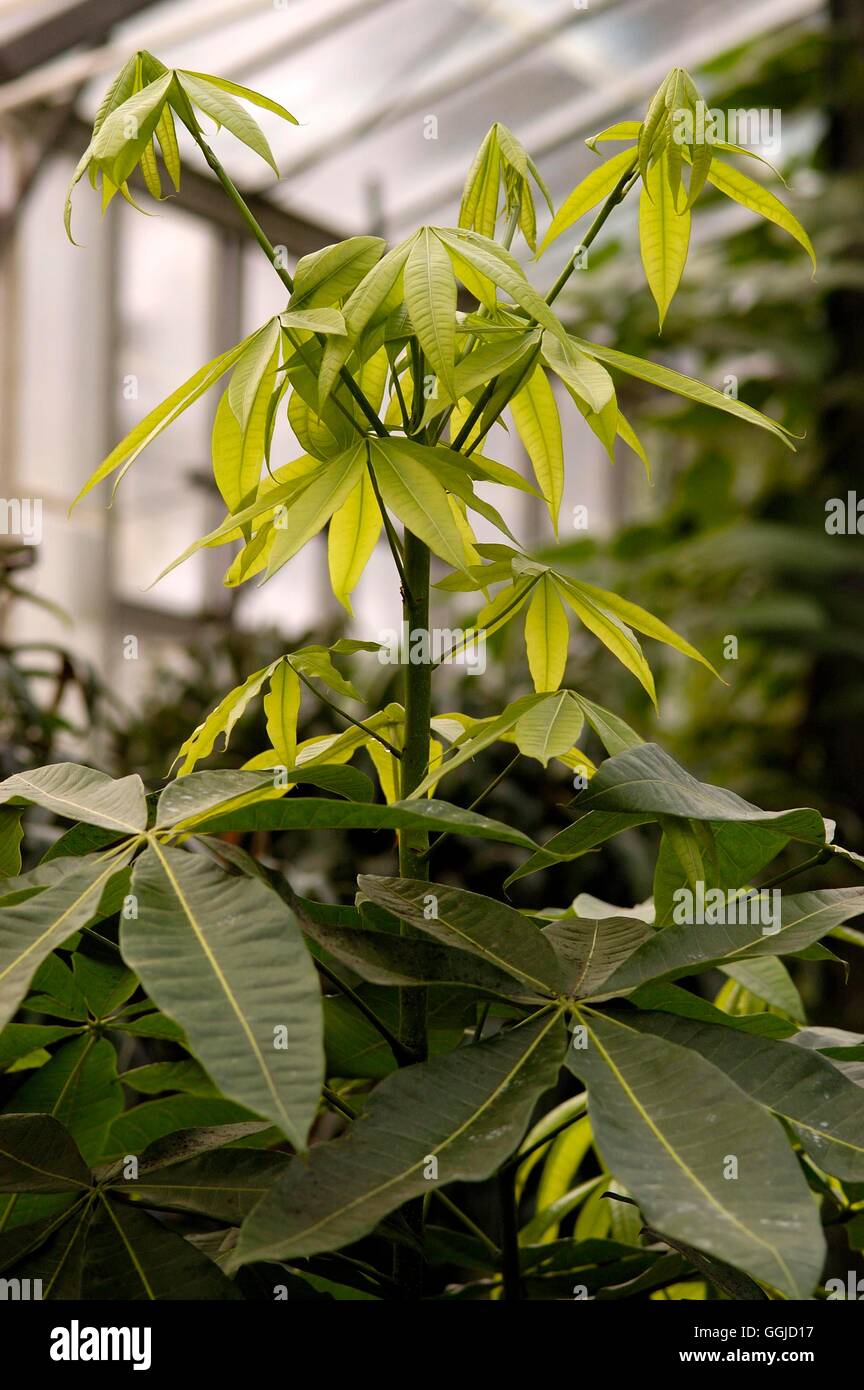 Guiana chestnut pachira aquatica hi-res stock photography and images ...