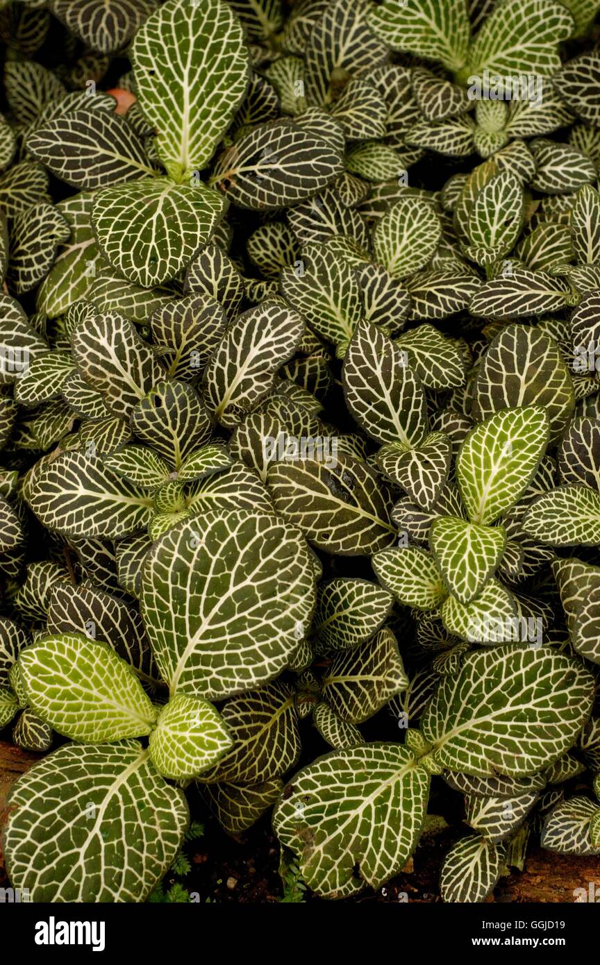 Fittonia Albivenis High Resolution Stock Photography and Images - Alamy