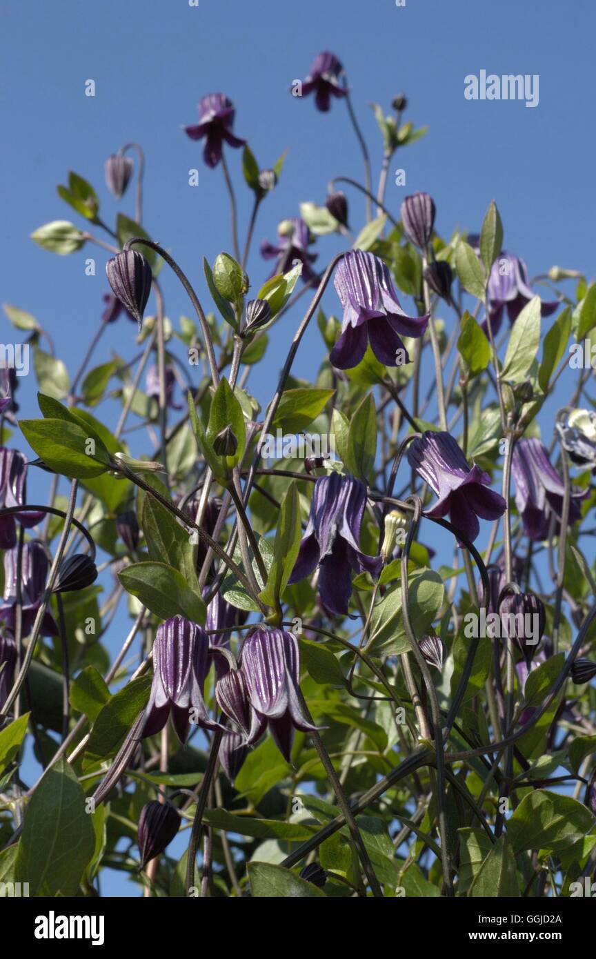 Clematis rooguchi hi-res stock photography and images - Alamy