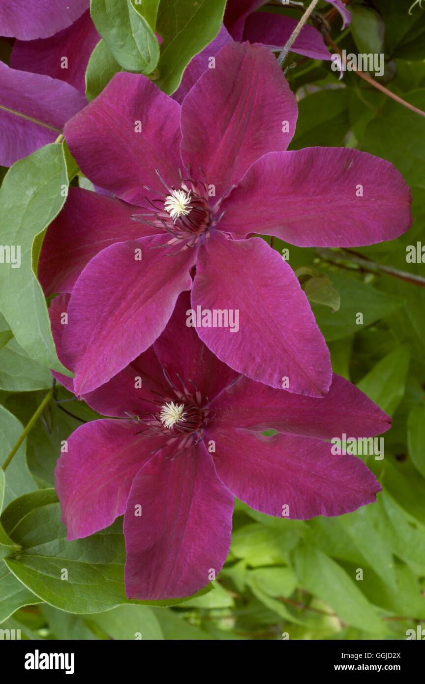 Clematis 'Huvi' MIW250615 Stock Photo - Alamy