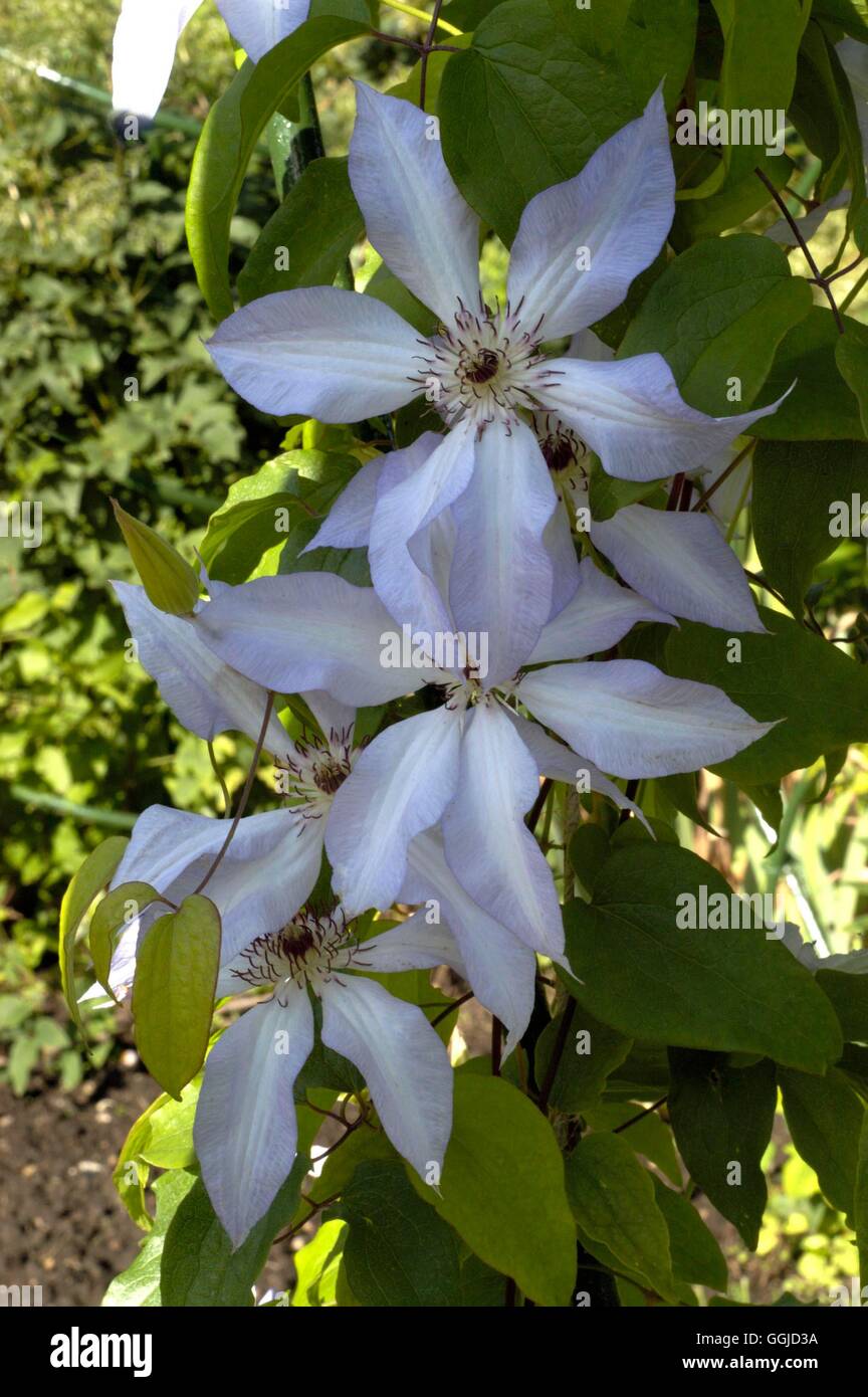 Clematis - 'Pribaltika' MIW250621 Stock Photo - Alamy