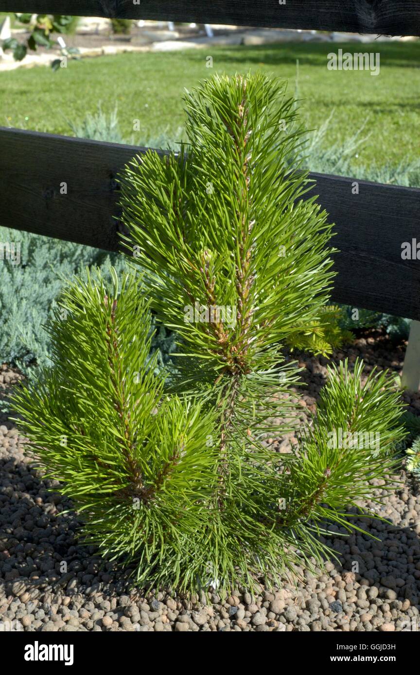 Pinus contorta 'Asher' MIW250626 Stock Photo - Alamy