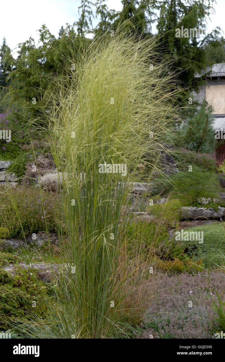 Stipa capitata MIW250633 Stock Photo - Alamy