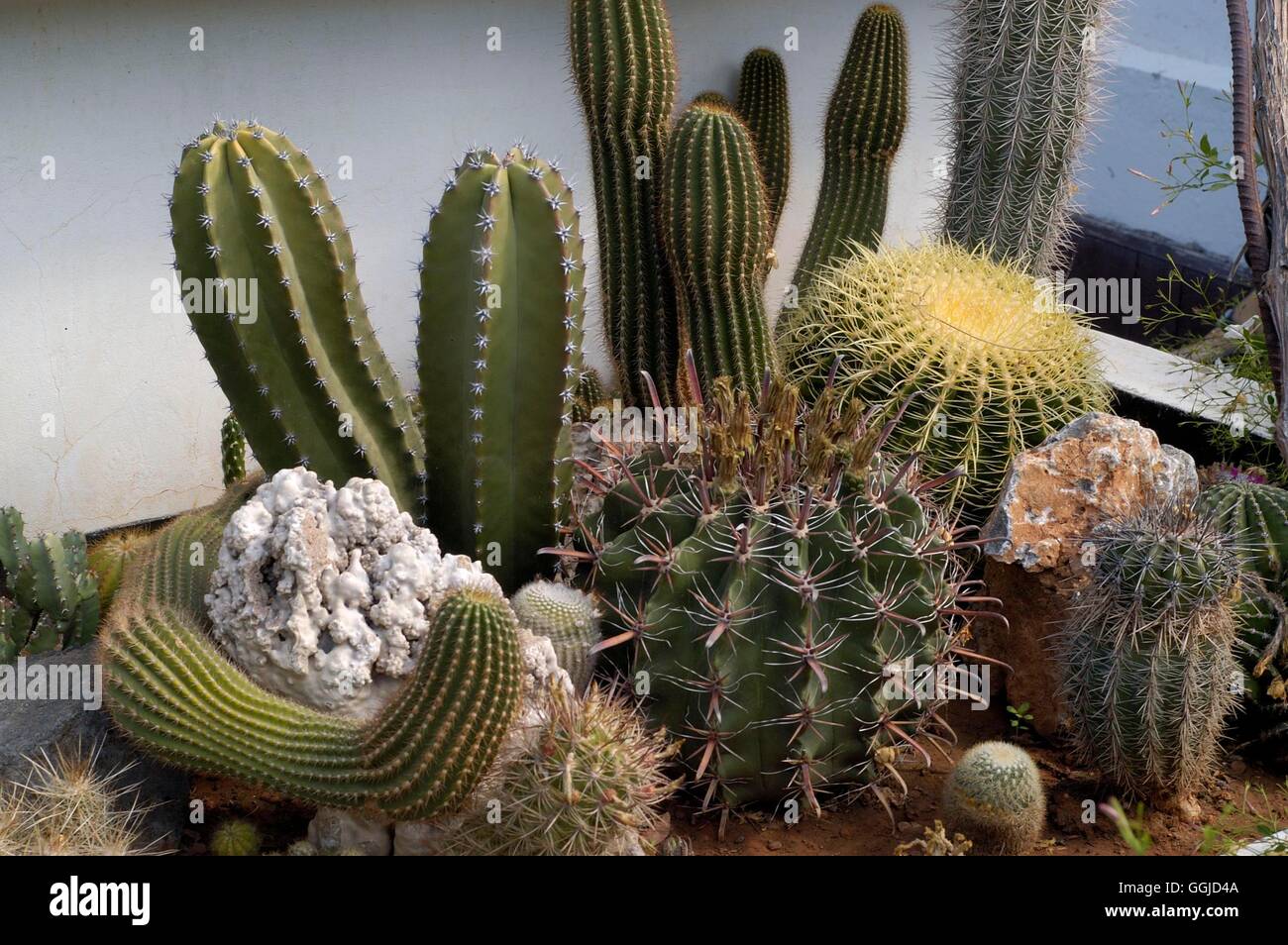 Cacti - Mixed MIW250644 Stock Photo - Alamy