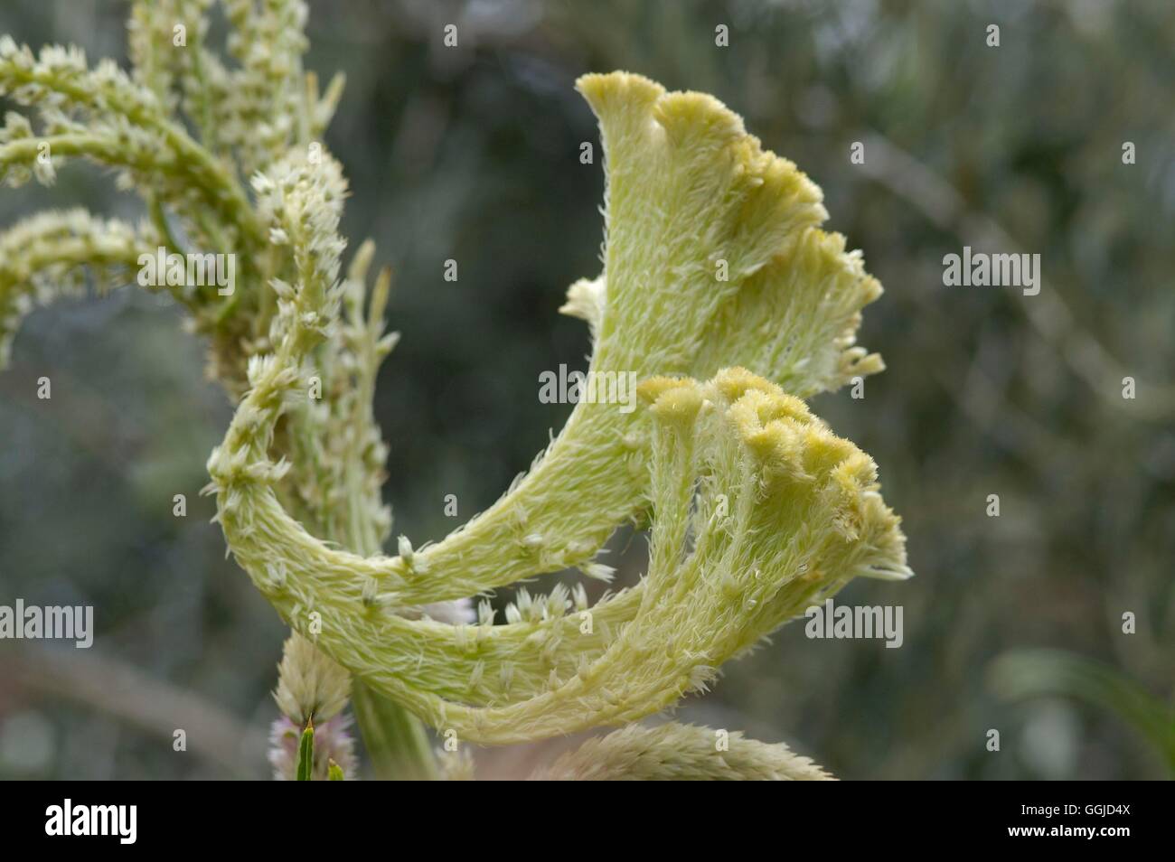 Fasciation - on Celosia spicata 'Flamingo Feather' MIW250655 Stock ...