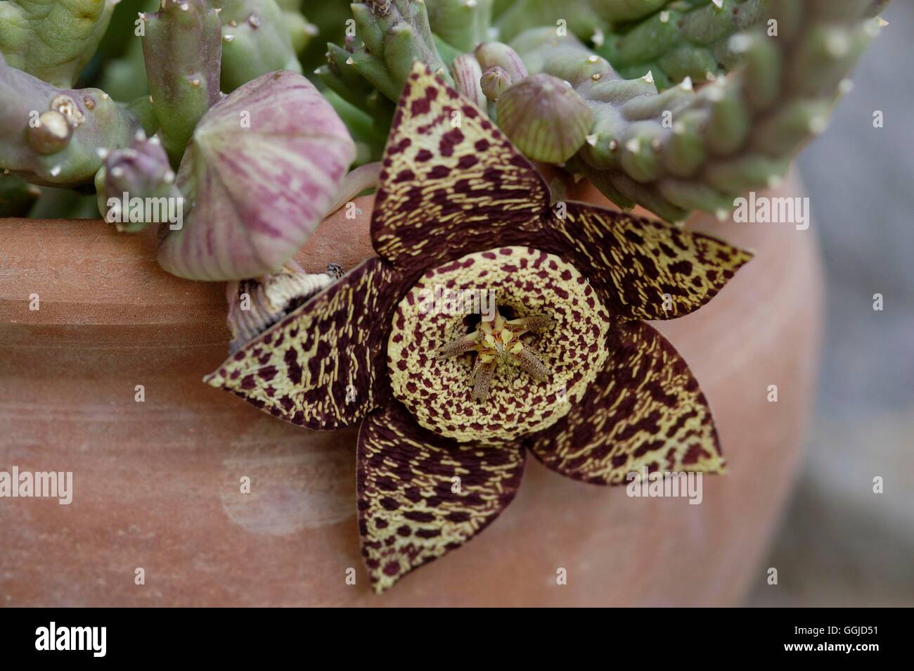 Orbea variegata- - (Syn Stapelia variegata)- - Toad Cactus MIW250658 ...