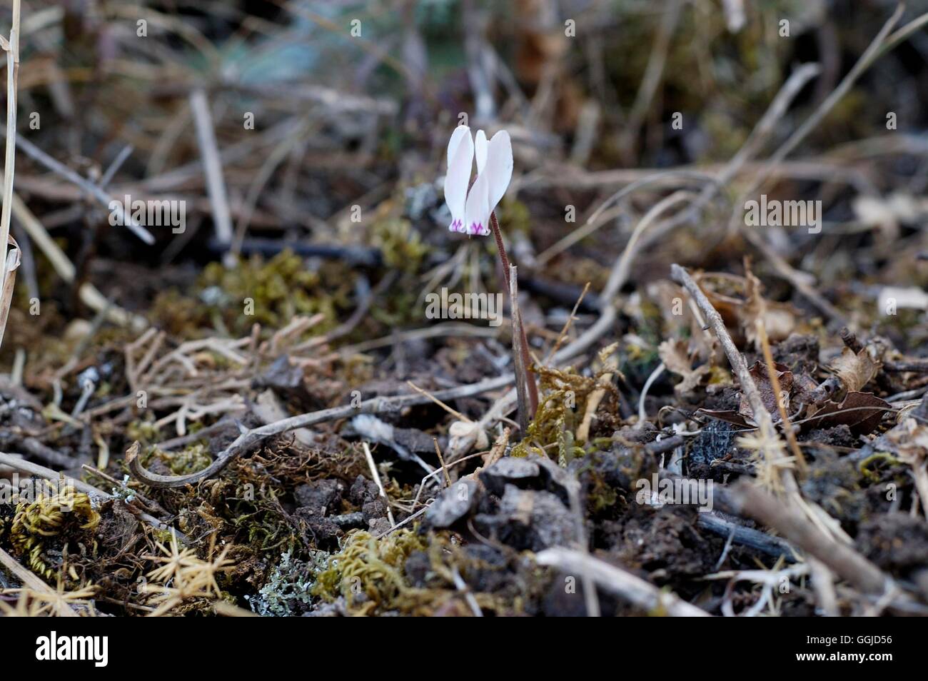 Cyclamen cyprium- - (St Hilarion Castle Cyprus) MIW250662 Stock Photo ...