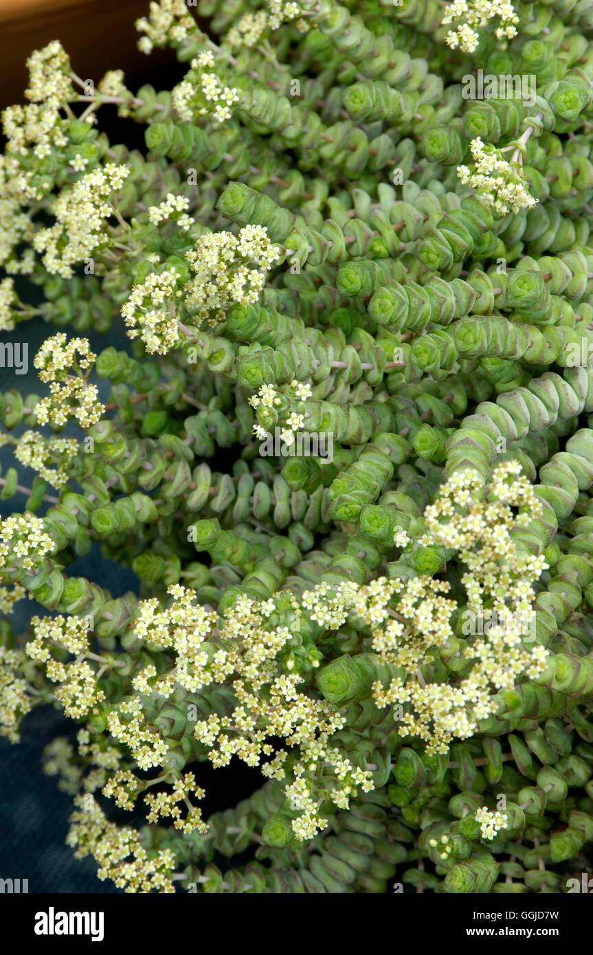 Rosary plant crassula rupestris hi-res stock photography and images - Alamy