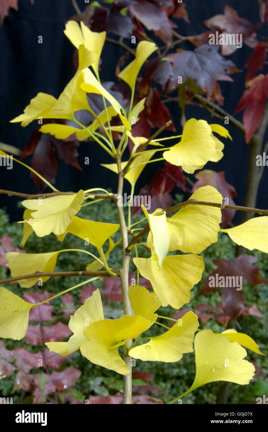 Ginkgo biloba- - Maidenhair Tree ""Icho""" MIW250706 Stock Photo - Alamy