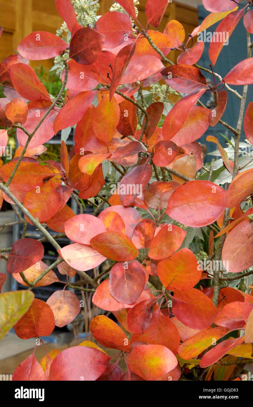 Nyssa sylvatica AGM- in Autumn colour MIW250711 Stock Photo - Alamy