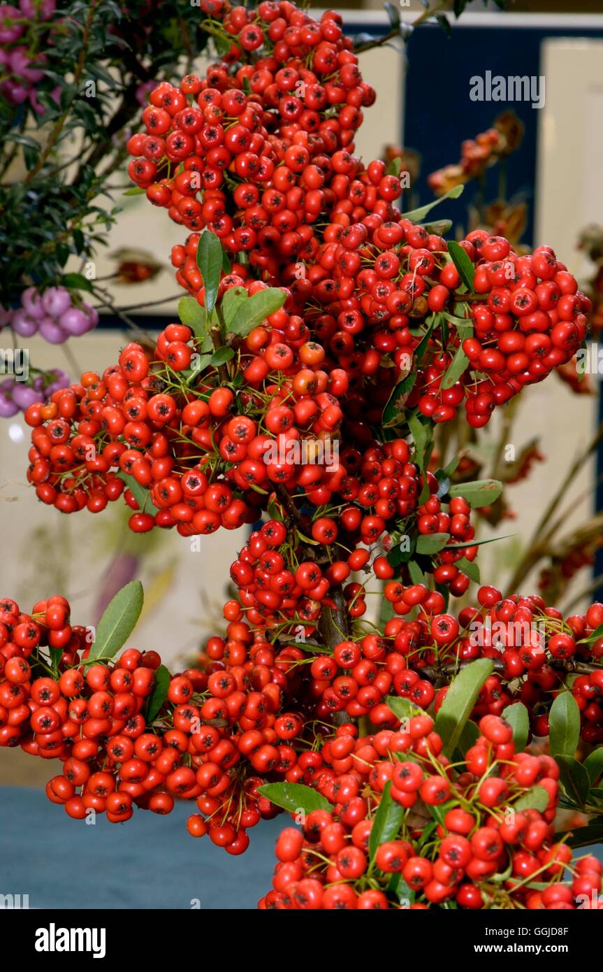 Serrata hi-res stock photography and images - Alamy