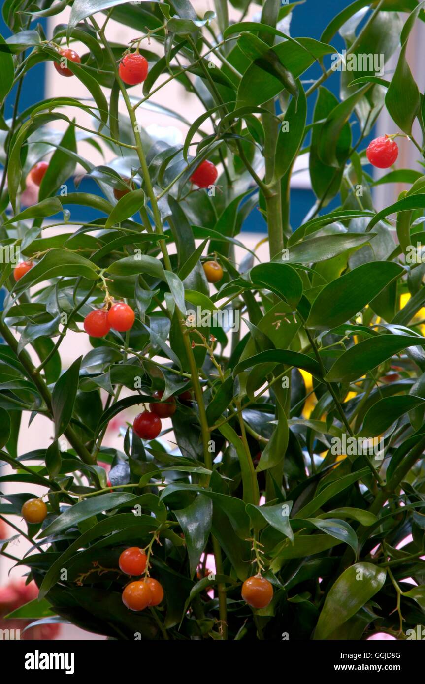 Danae racemosa MIW250721 Stock Photo - Alamy