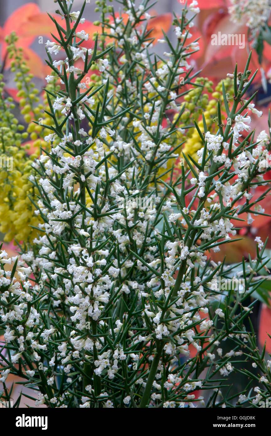 Colletia High Resolution Stock Photography and Images - Alamy