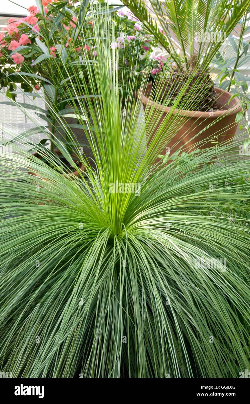 Xanthorrhoea australis MIW250729 Stock Photo - Alamy