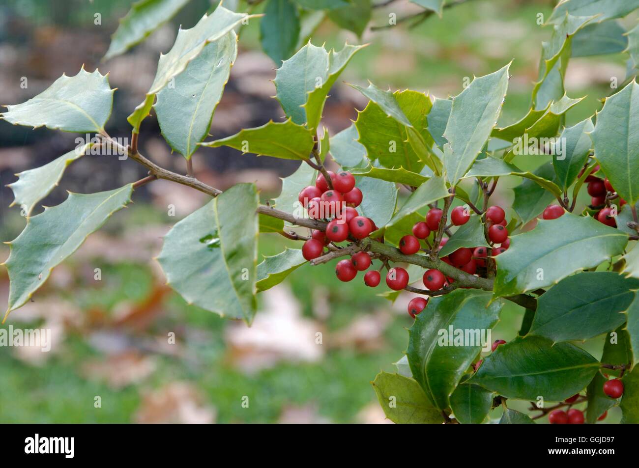 Ilex opaca MIW250734 Stock Photo - Alamy