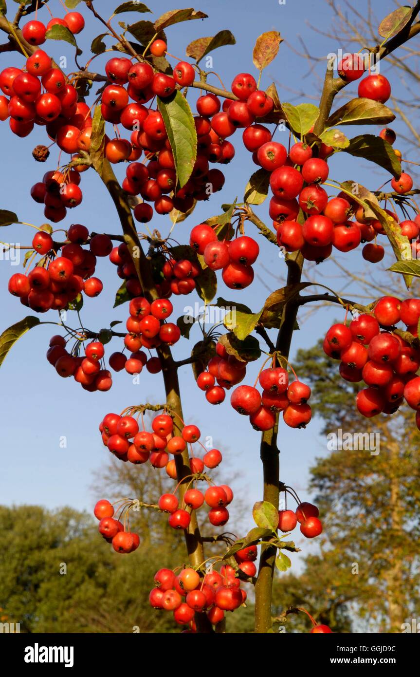 Malus red sentinal hi-res stock photography and images - Alamy
