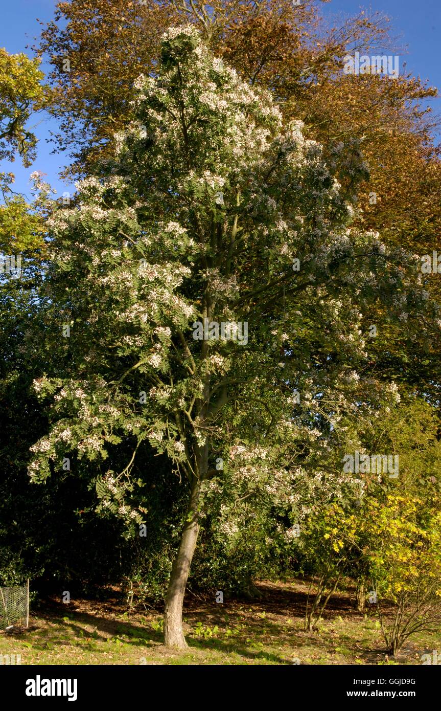 Sorbus Hupehensis High Resolution Stock Photography and Images - Alamy