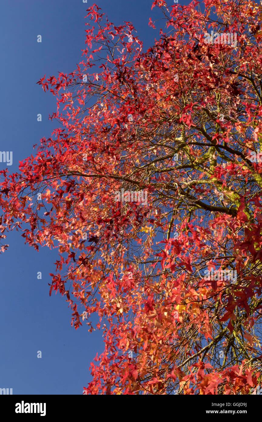 Liquidambar styraciflua- in Autumn colour MIW250742 Stock Photo - Alamy