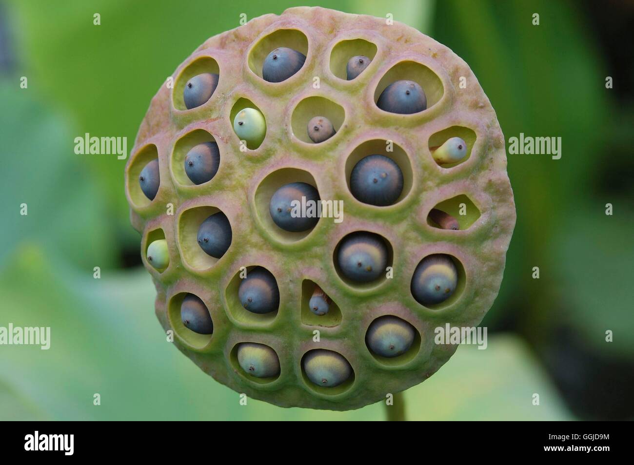 Nelumbo seeds hi-res stock photography and images - Alamy