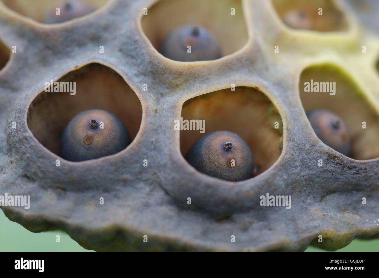 Nelumbo - 'Hindu'- showing close-up of seed in seed head MIW250745 ...
