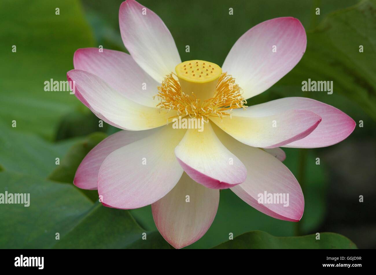 Gibson silhouette hi-res stock photography and images - Alamy