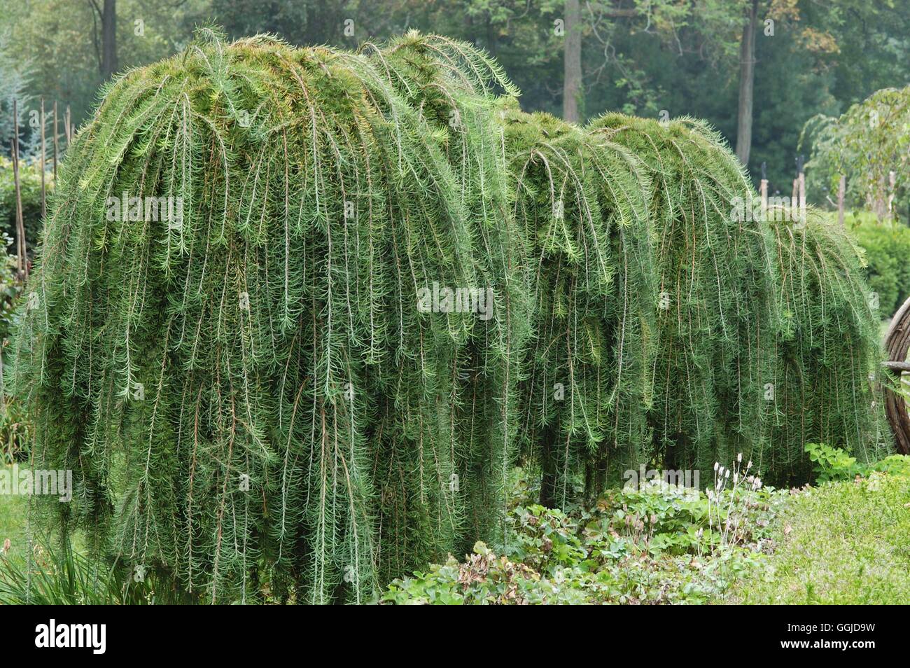 Larix decidua - 'Pendula'- used as a hedge MIW250748 Stock Photo - Alamy