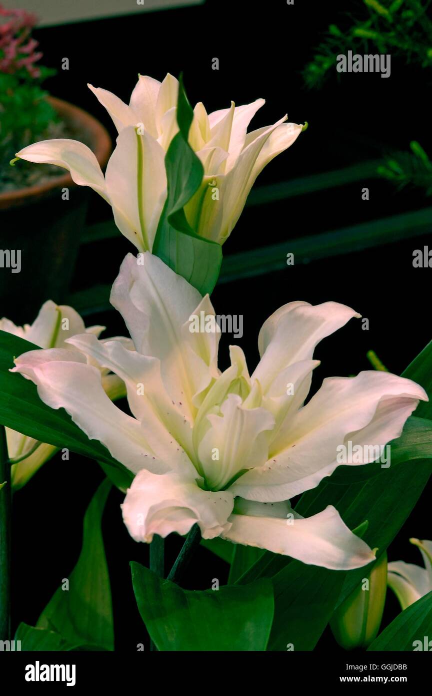 Misslucy hi-res stock photography and images - Alamy