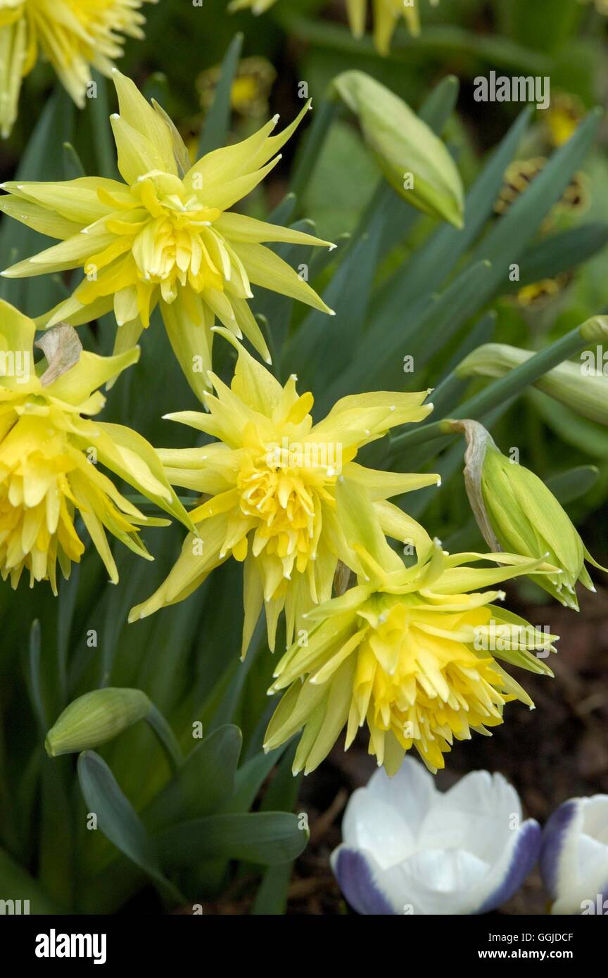 Double daffodil rip van winkle hi-res stock photography and images - Alamy