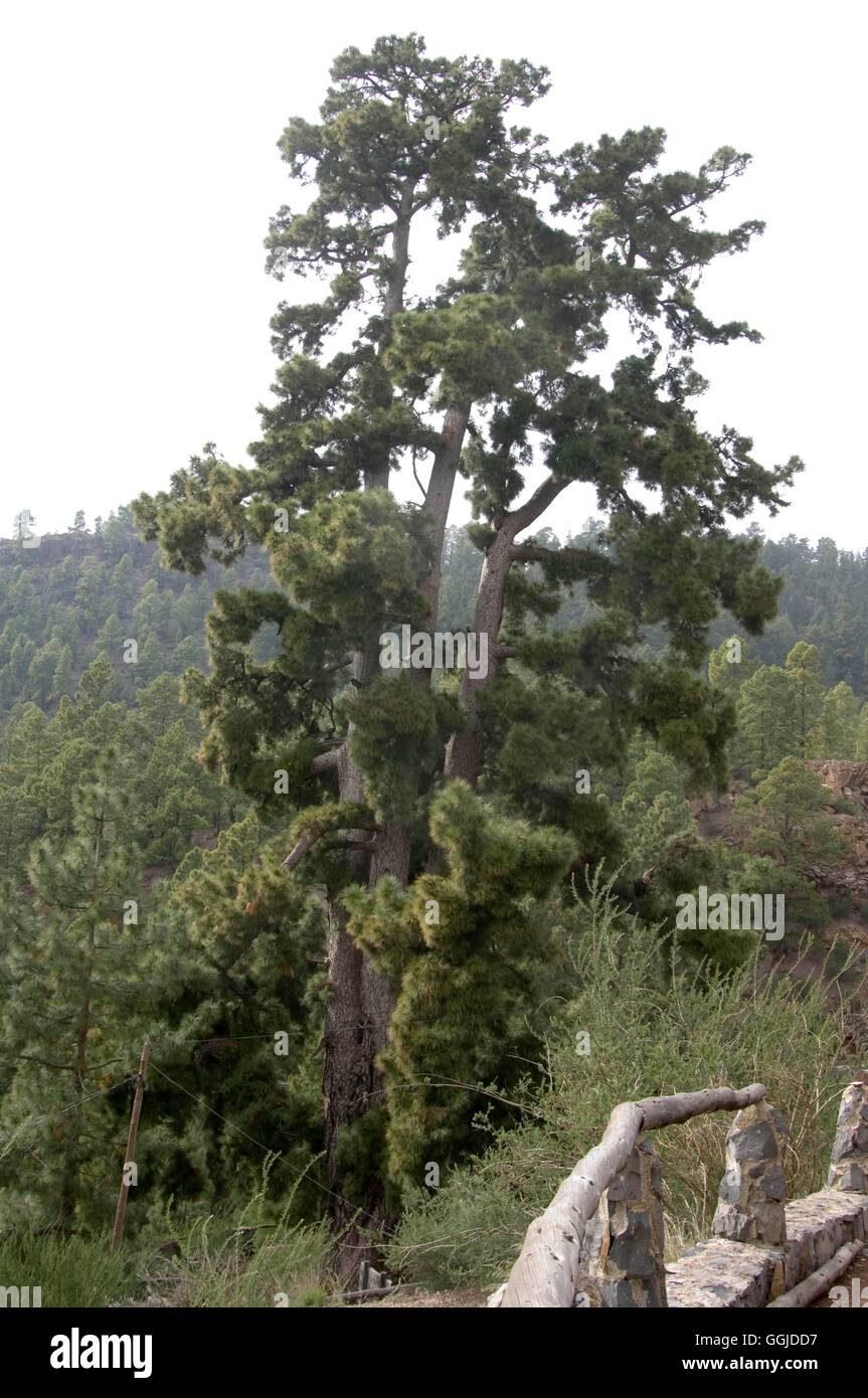 Pinus canariensis- - (Specimen tree on Tenerife MIW250813 Stock Photo ...