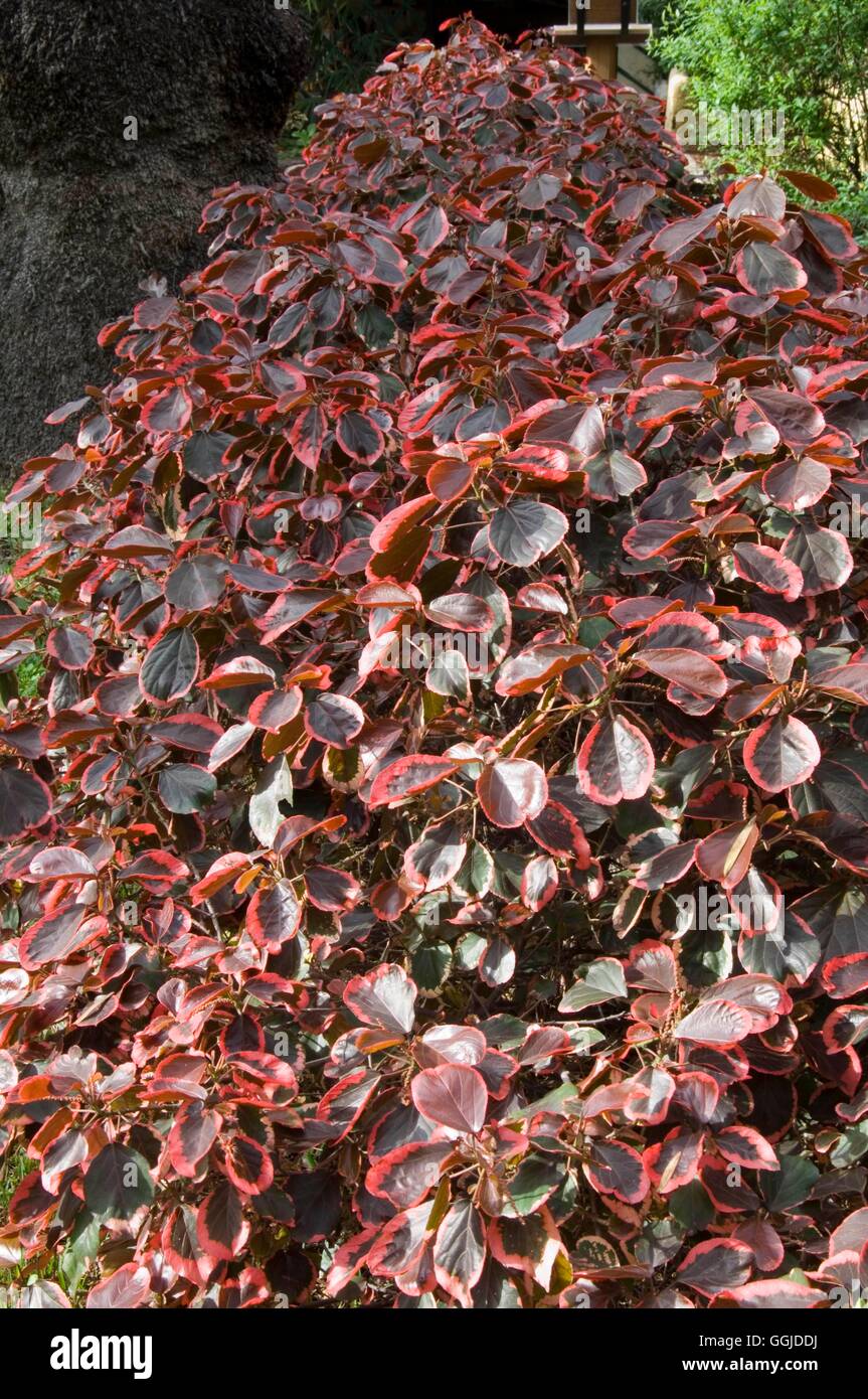 Wilkesiana hi-res stock photography and images - Alamy