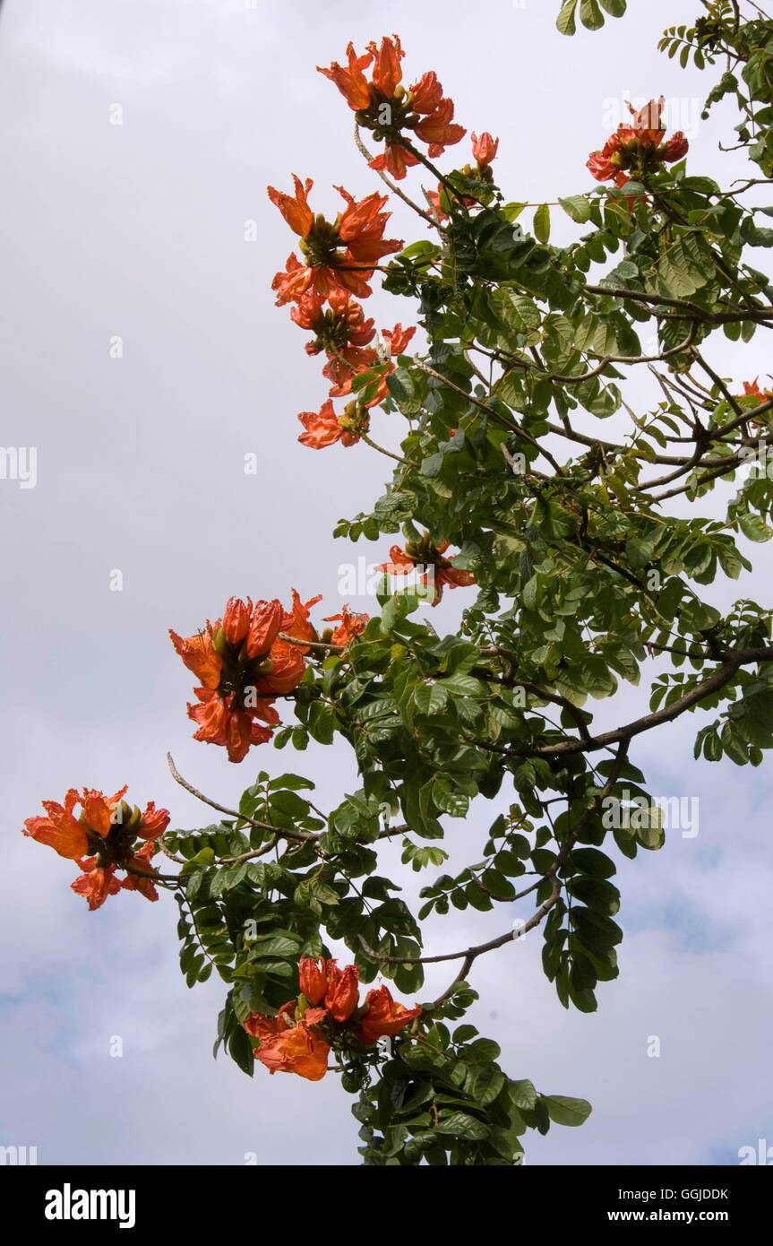 Spathodea campanulata- - African Tulip MIW250819 Stock Photo - Alamy