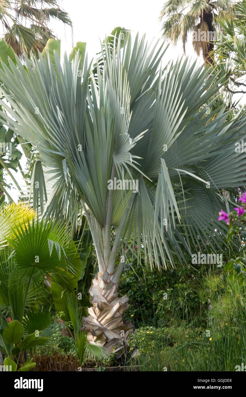 Nobilis hi-res stock photography and images - Alamy
