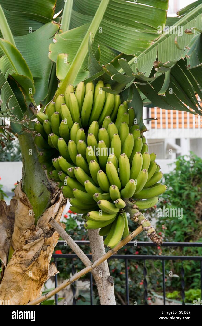 Musa sp hi-res stock photography and images - Alamy