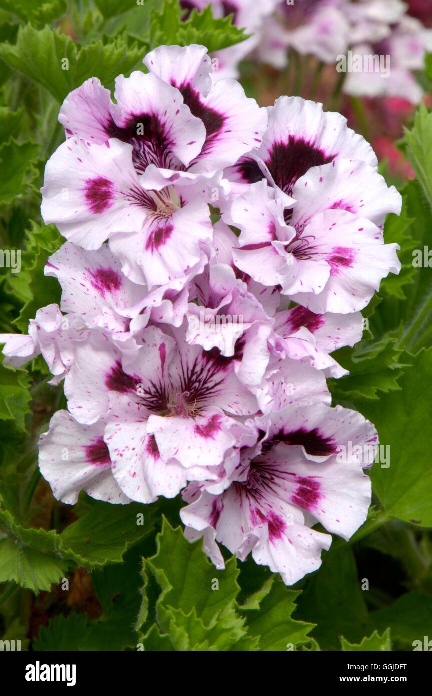 Pelargonium - 'Sunset Snow'- (Regal) MIW250847 Stock Photo - Alamy