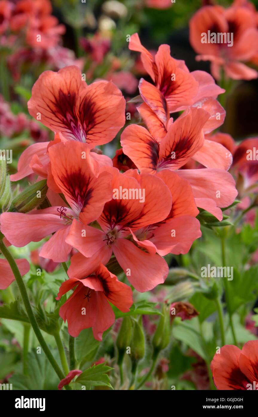 Pelargonium unique hi-res stock photography and images - Alamy