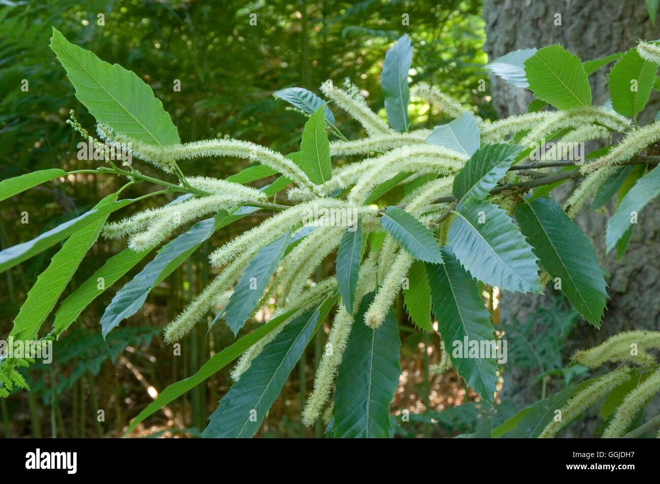 Sweetchestnut hi-res stock photography and images - Alamy