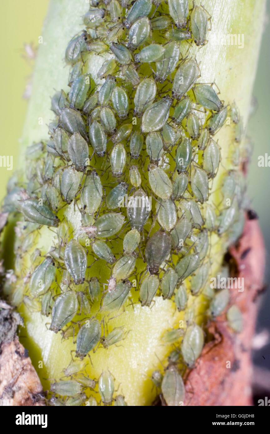 Aphids - on Tulip shoot MIW250868 Stock Photo - Alamy