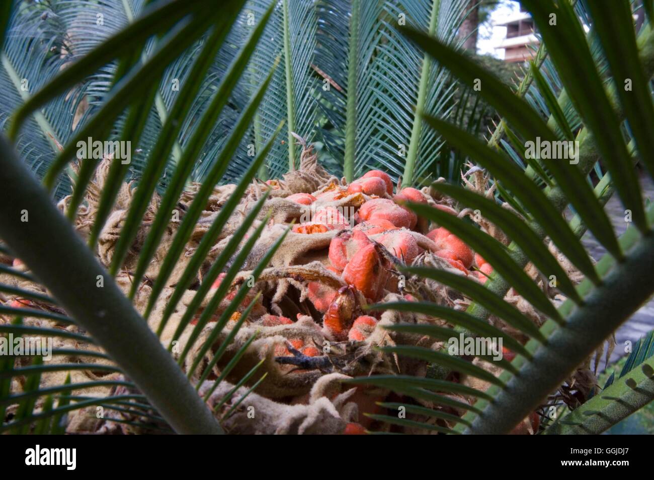 Cycas revoluta- showing flowers on female plant- - Cycad MIW250881 ...